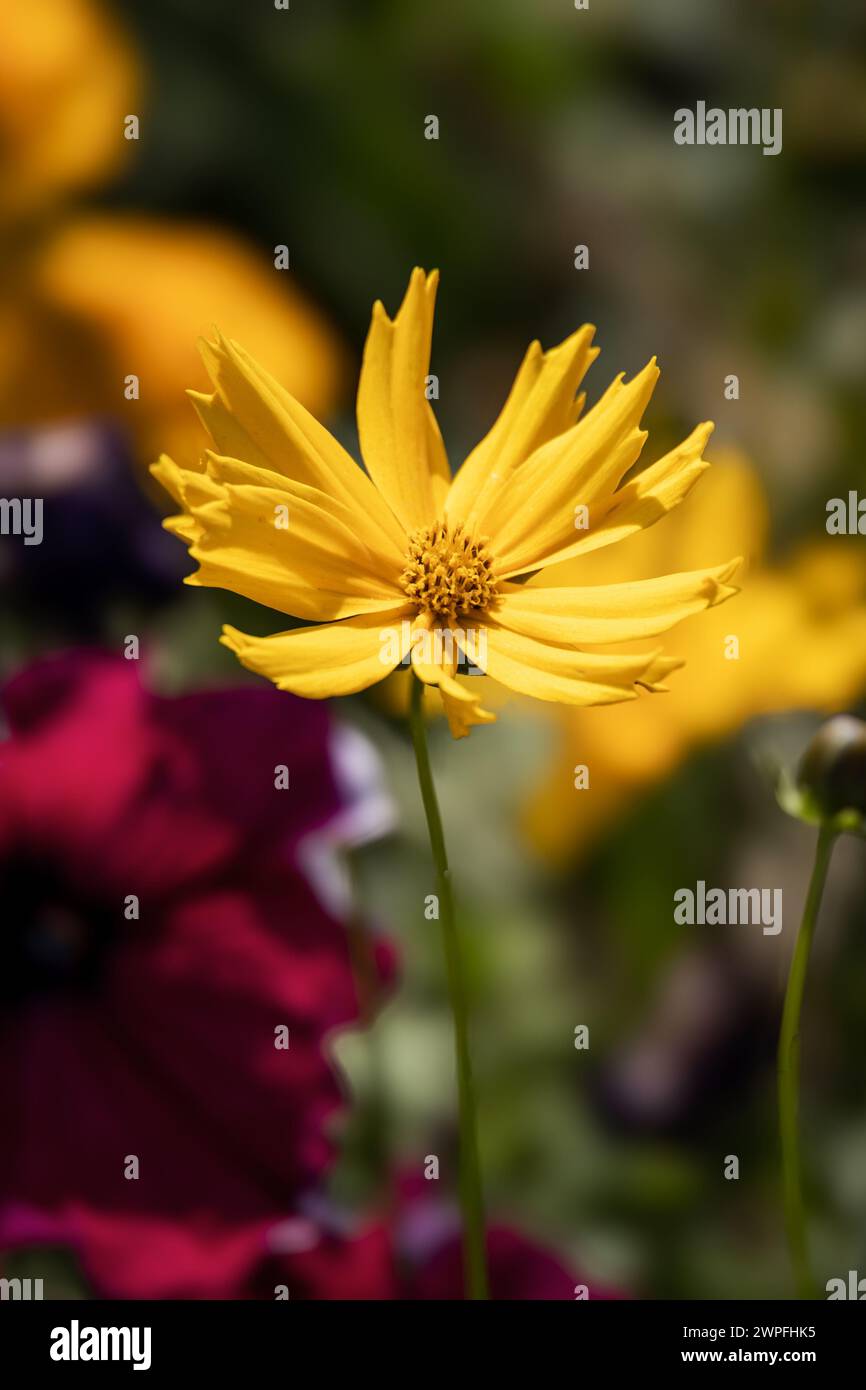 Lance-leaved Coreopsis, Coreopis lanceolata flowering in East Grinstead ...
