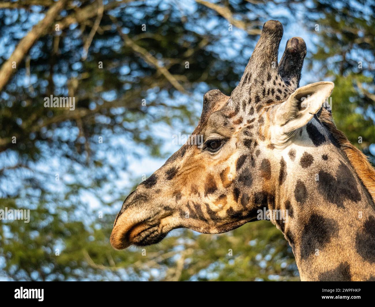 Male giraffe (Giraffa camelopardalis rothschildi) in Mburo National ...