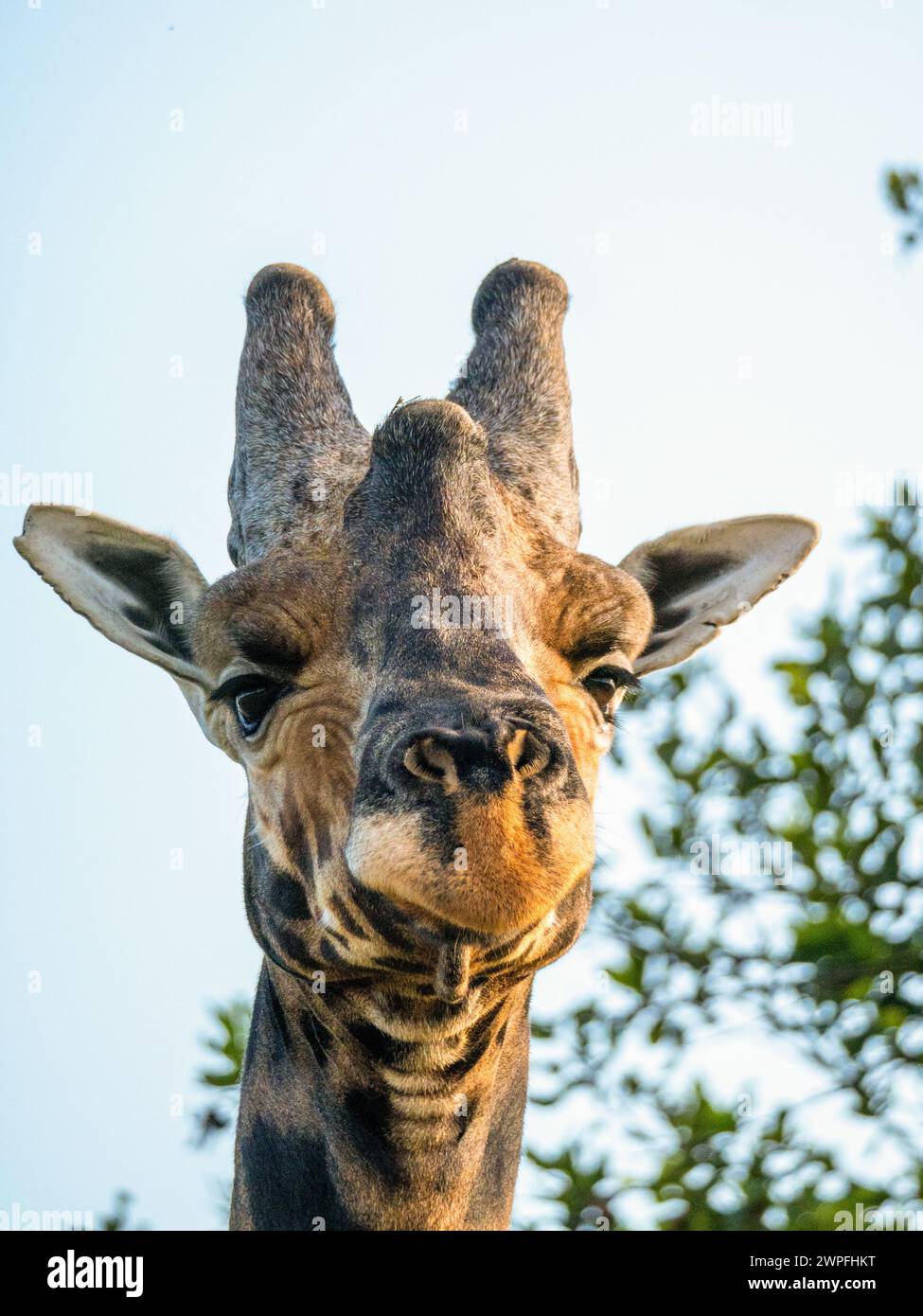 Male giraffe (Giraffa camelopardalis rothschildi) in Mburo National ...