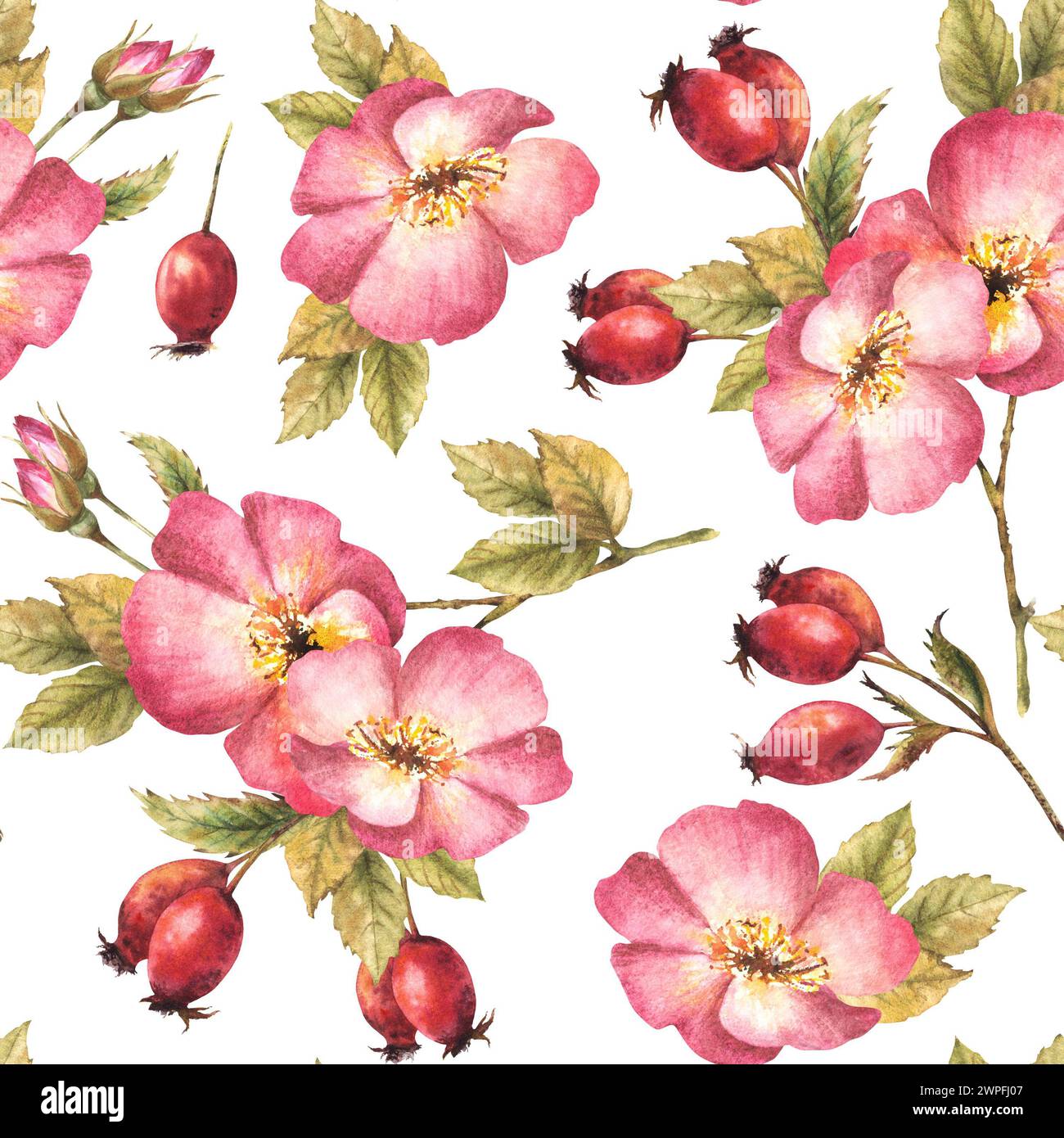 Watercolor pink wild rose hip branch with buds, flower, leaves, berry ...