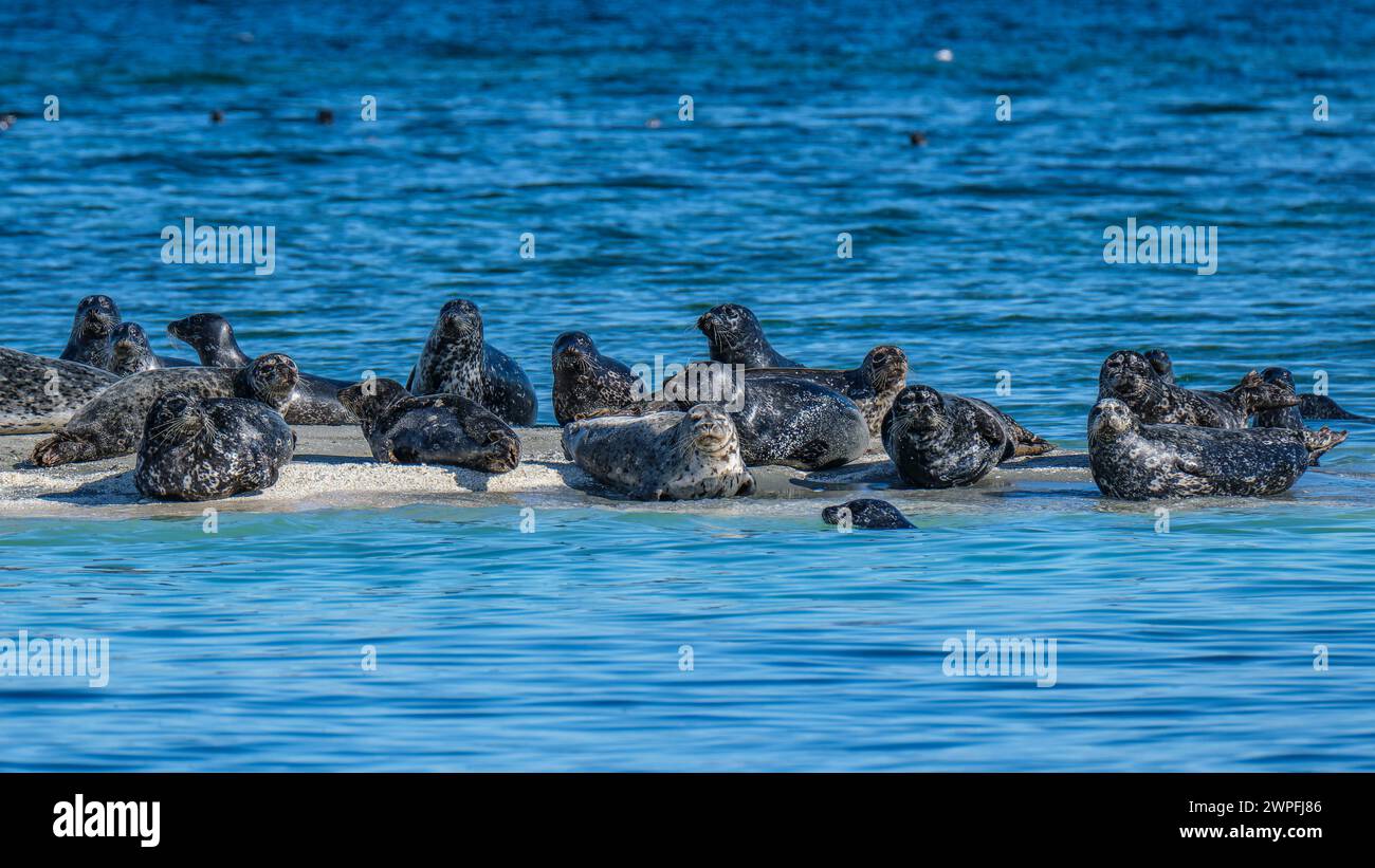 Seal islets hi-res stock photography and images - Alamy