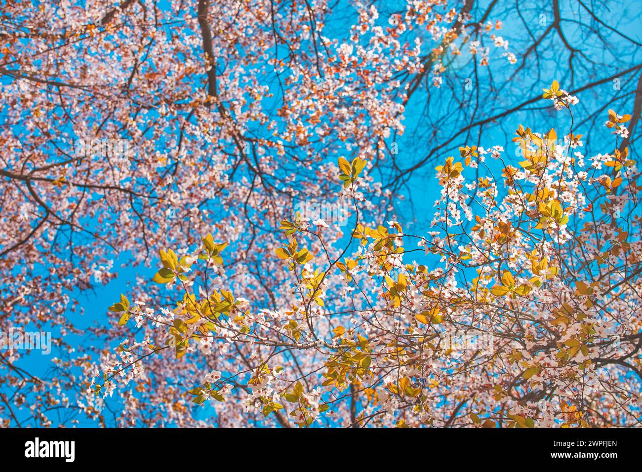 Low angle view of cherry plum treetop in blossom, beautiful spring ...