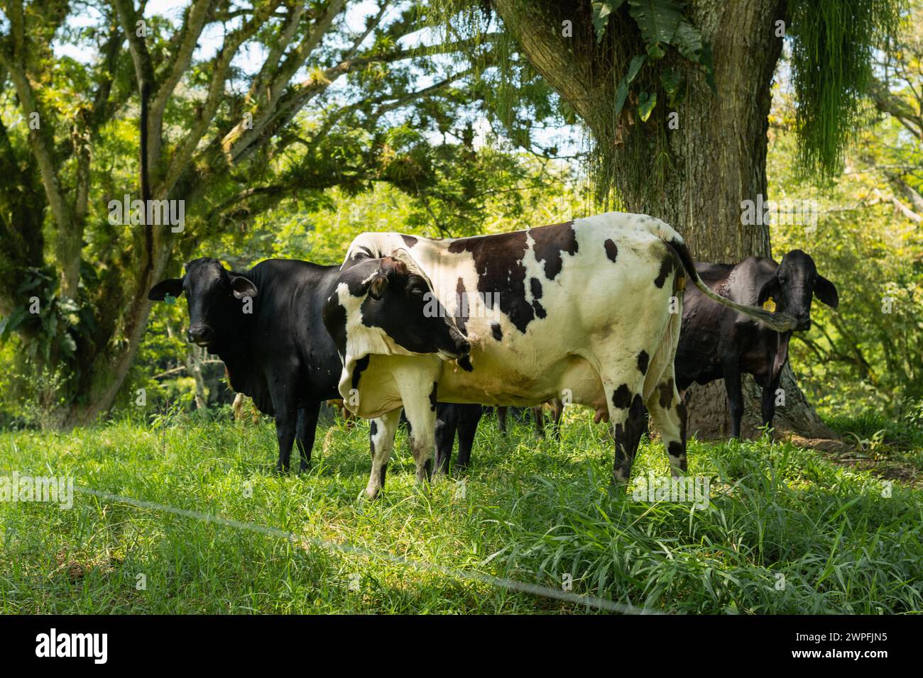 three cows in a paddock under two large trees. cows without horns, one ...