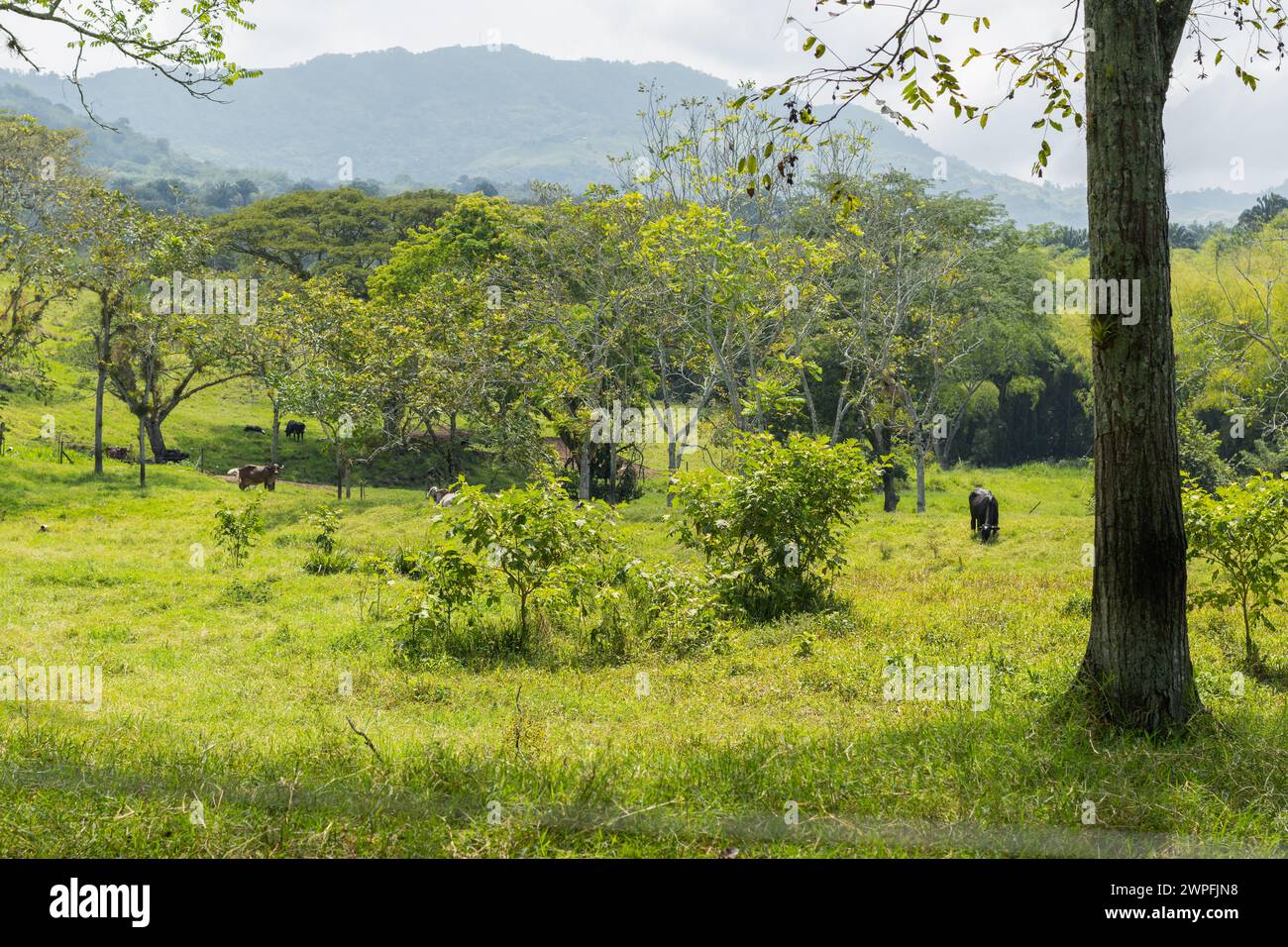 pasture with cows in a cattle ranch in the department of valle del ...