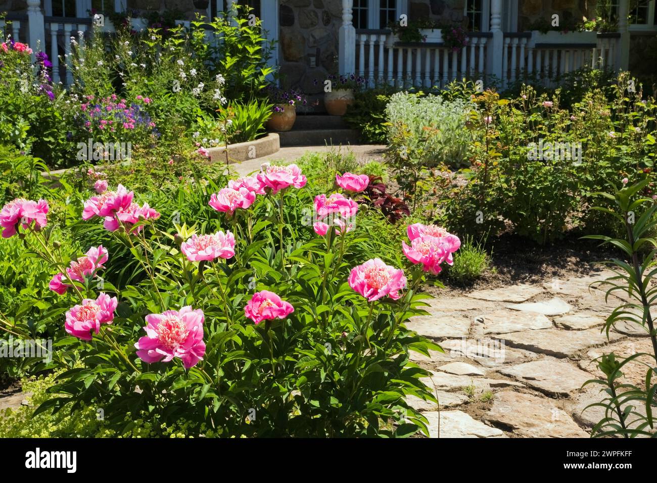 Flagstone path and pink Paeonia - Peony flowers in border in front yard ...