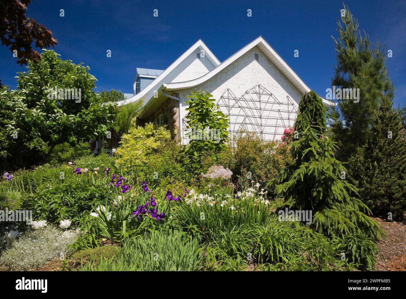Border planted with purple and white Iris flowers, Picea abies pendula ...