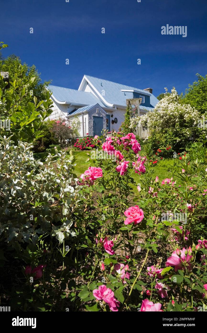 Pink Rosa 'Frontenac' - Rose bush flowers in backyard country garden ...