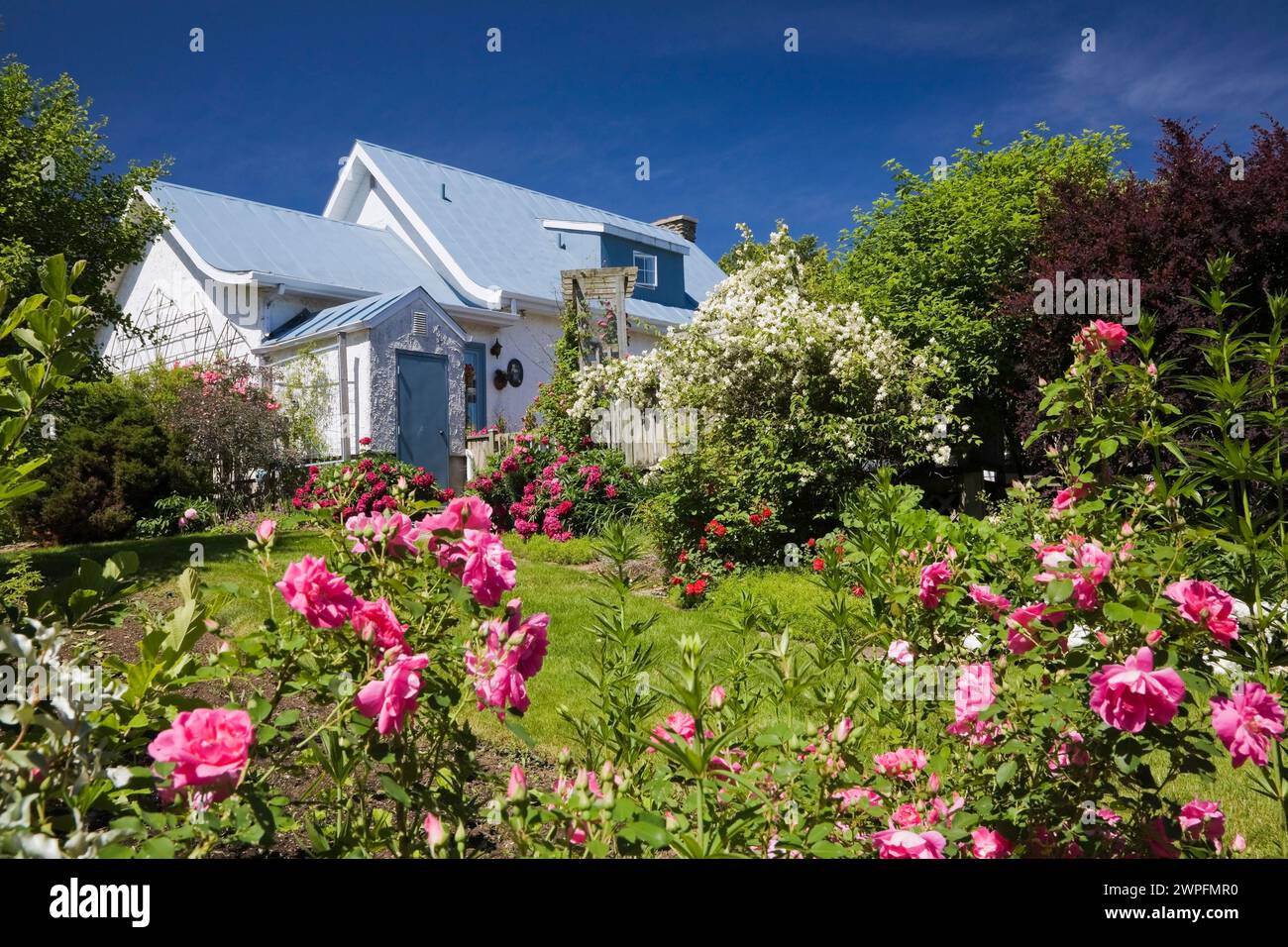 Pink Rosa 'Frontenac' - Rose bush flowers in backyard country garden ...