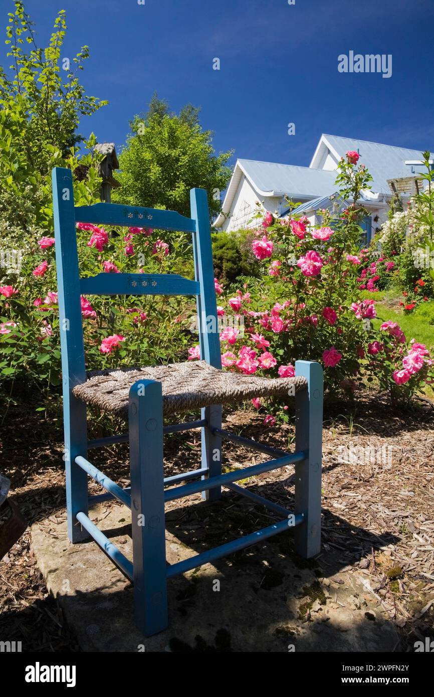 Old blue wooden chair and pink Rosa 'Frontenac' - Rose bush flowers in ...