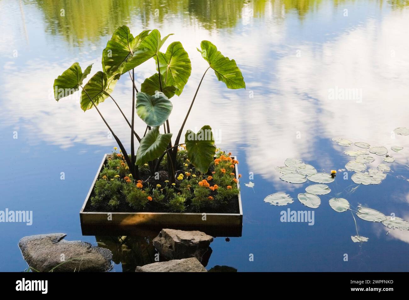 Orange and yellow Tagetes patula - Marigold flowers and Colocasia ...