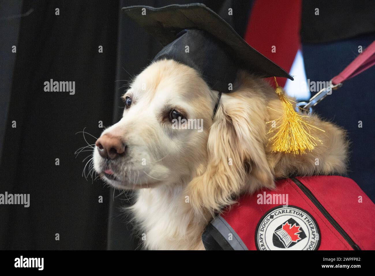 Ottawa, Canada. 07th Mar, 2024. Wearing a graduation cap, therapy dog ...