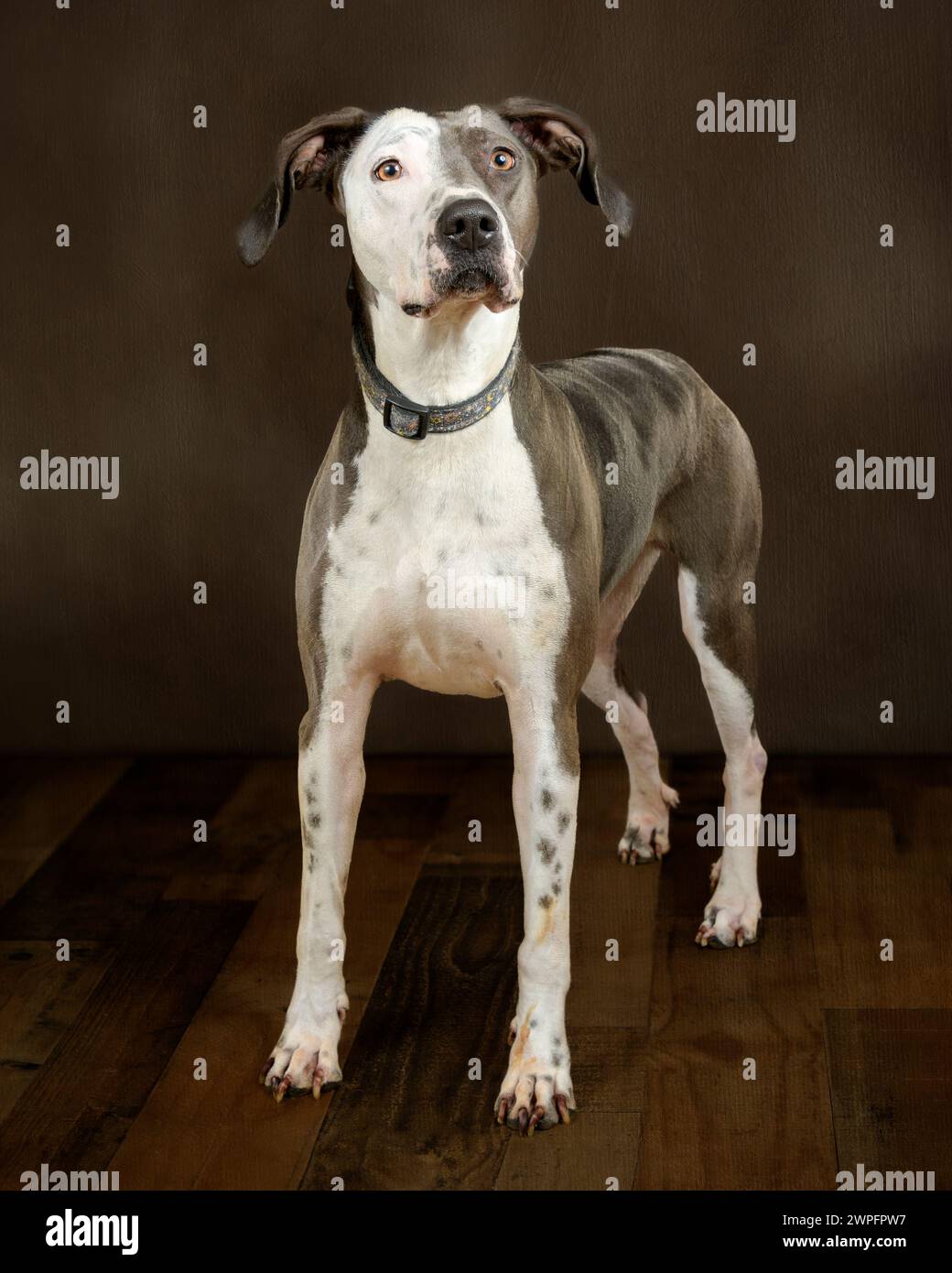 Dog vertical hi-res stock photography and images - Alamy