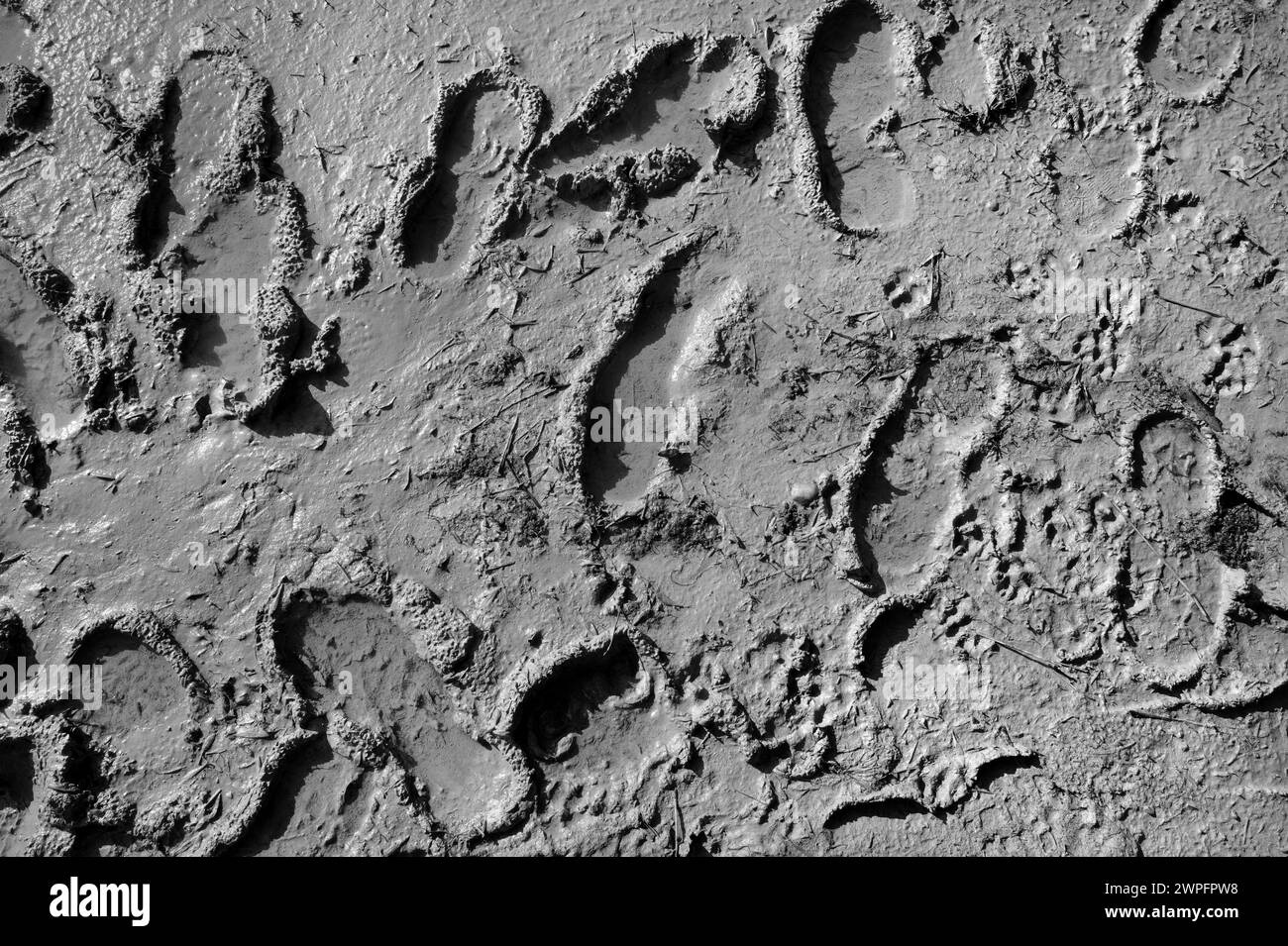 Monochrome,shot in strong sunlight footprints in the mud. Low tide ...