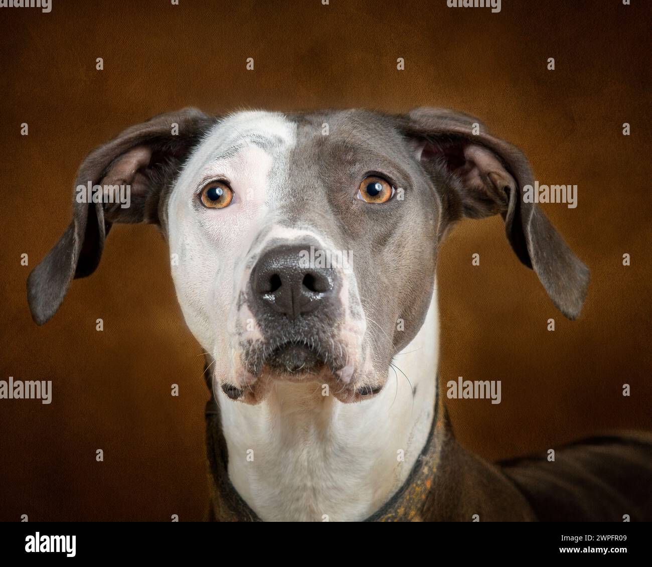 Horizontal close-up shot of the two tone face of a beautiful mixed ...