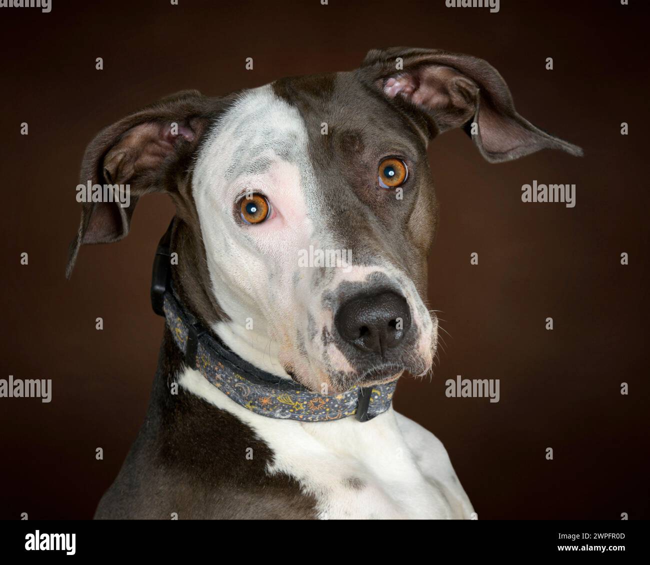 Horizontal close-up shot of the two tone face of a beautiful mixed ...