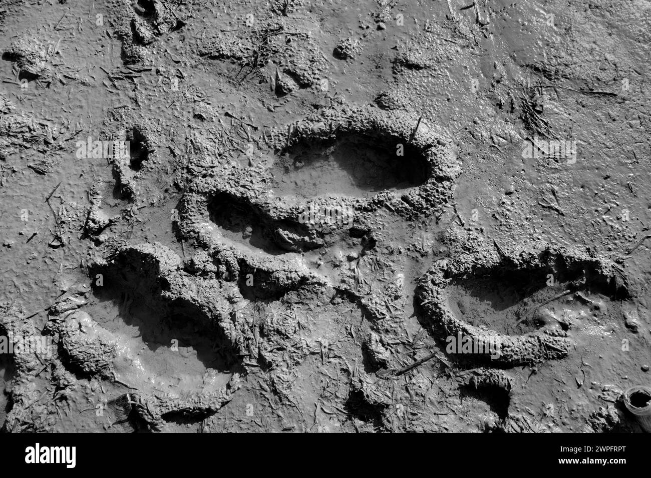 Monochrome,shot in strong sunlight footprints in the mud. Low tide ...