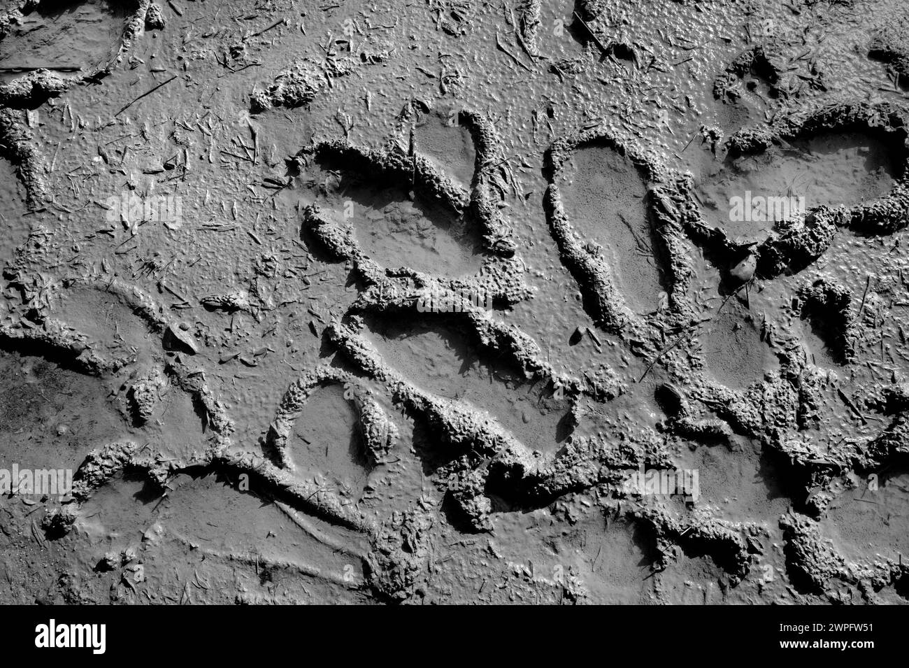 Monochrome,shot in strong sunlight footprints in the mud. Low tide ...