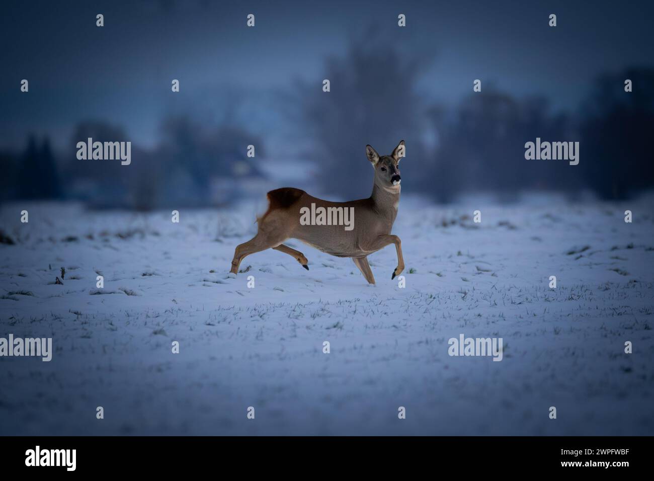 Roe deer running on a snowy field at night in winter Stock Photo - Alamy