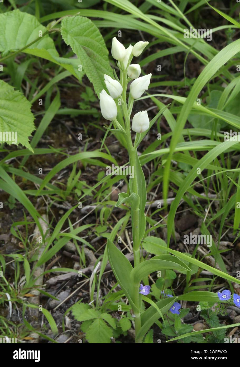 White Helleborine, Cephalanthera damasonium, Orchidaceae Stock Photo ...