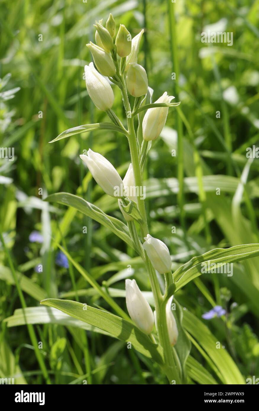 White Helleborine, Cephalanthera damasonium, Orchidaceae Stock Photo ...