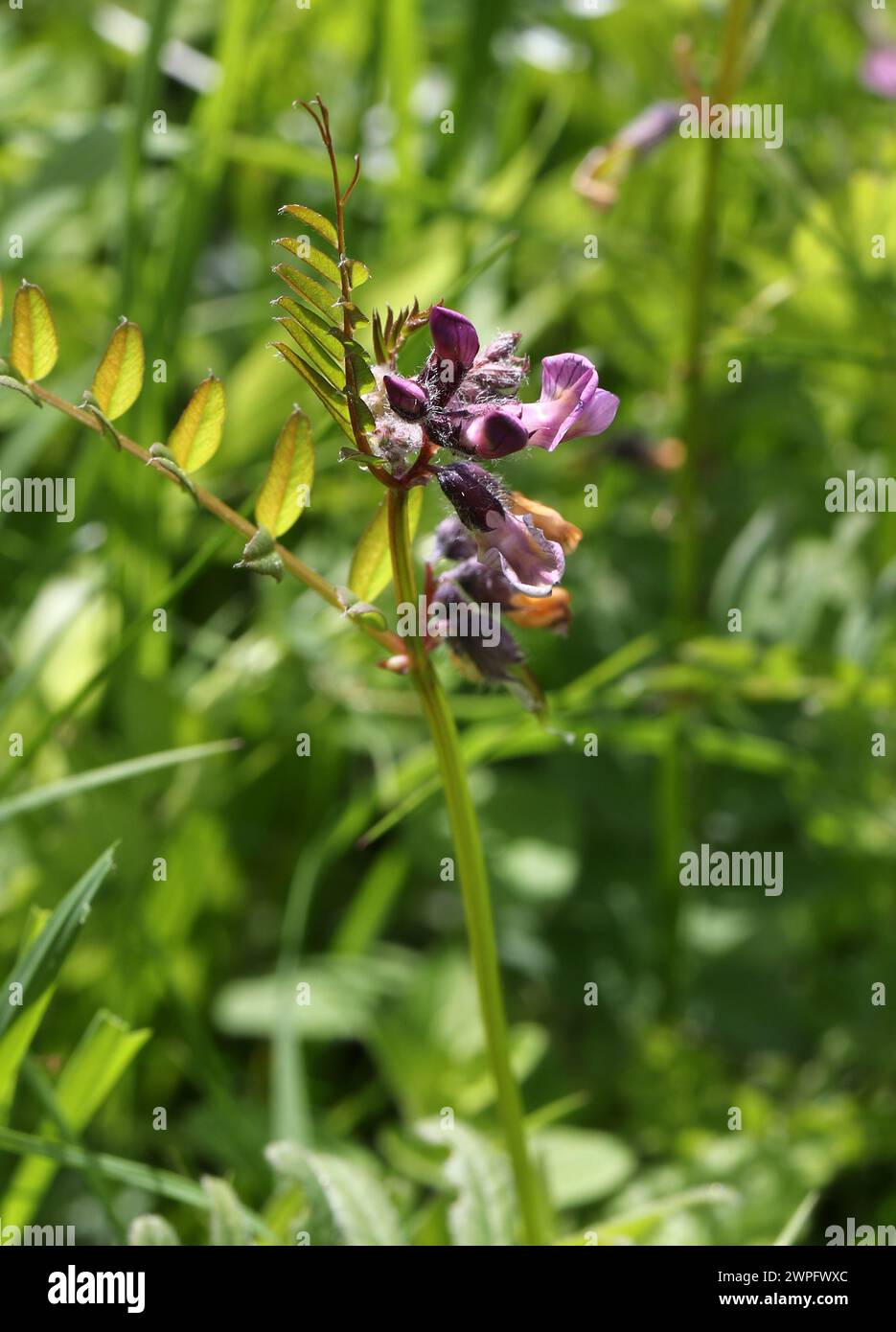 Bush Vetch, Vicia sepium, Fabaceae Stock Photo - Alamy