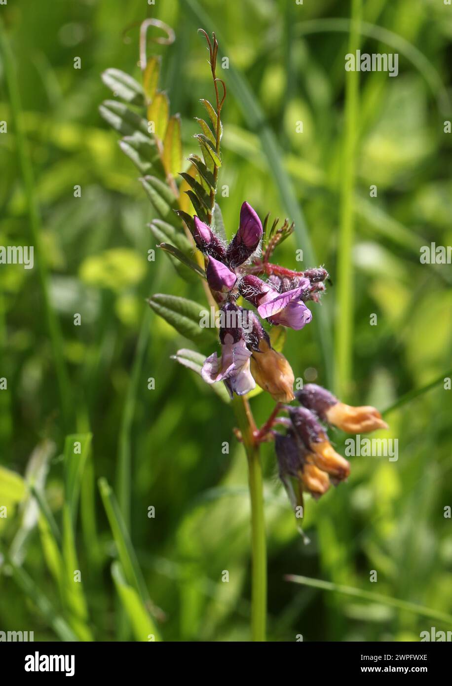 Bush Vetch, Vicia sepium, Fabaceae Stock Photo - Alamy