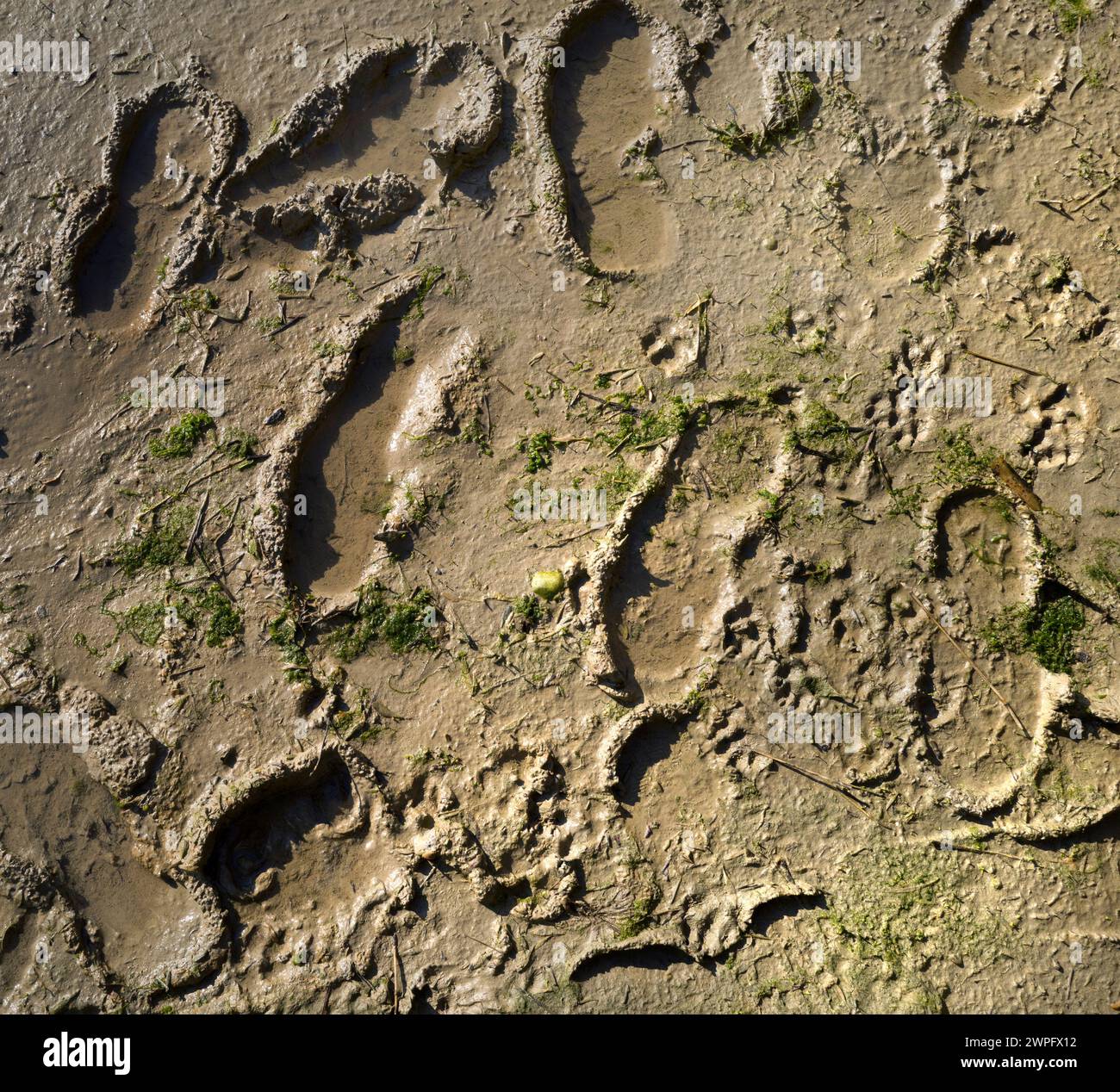 Colour shot in strong sunlight footprints in the mud. Low tide estuary ...