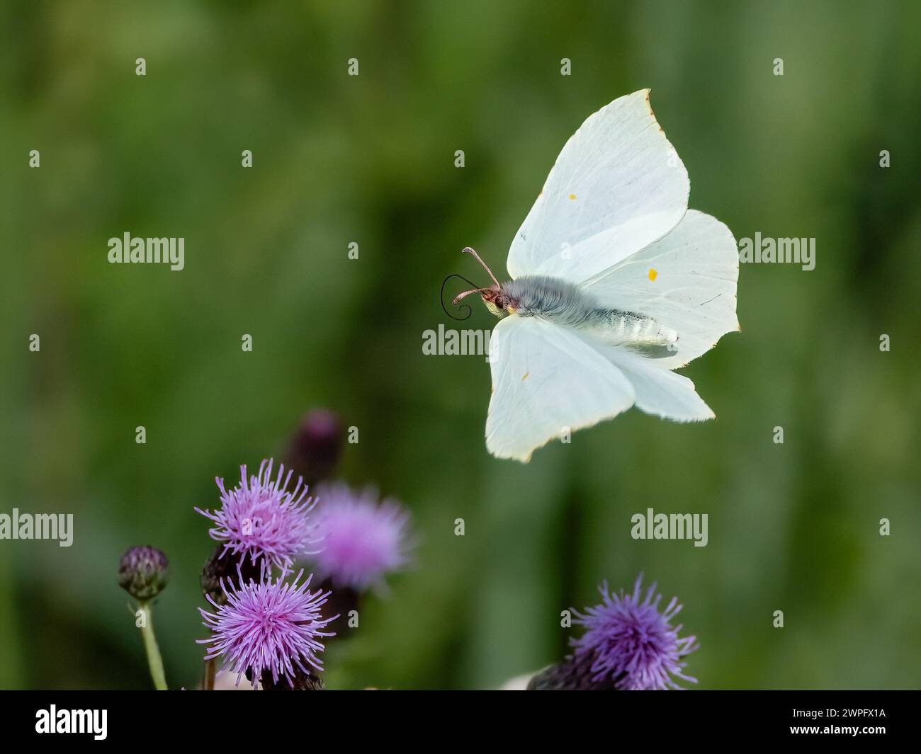Female brimstone butterflies hi-res stock photography and images - Alamy