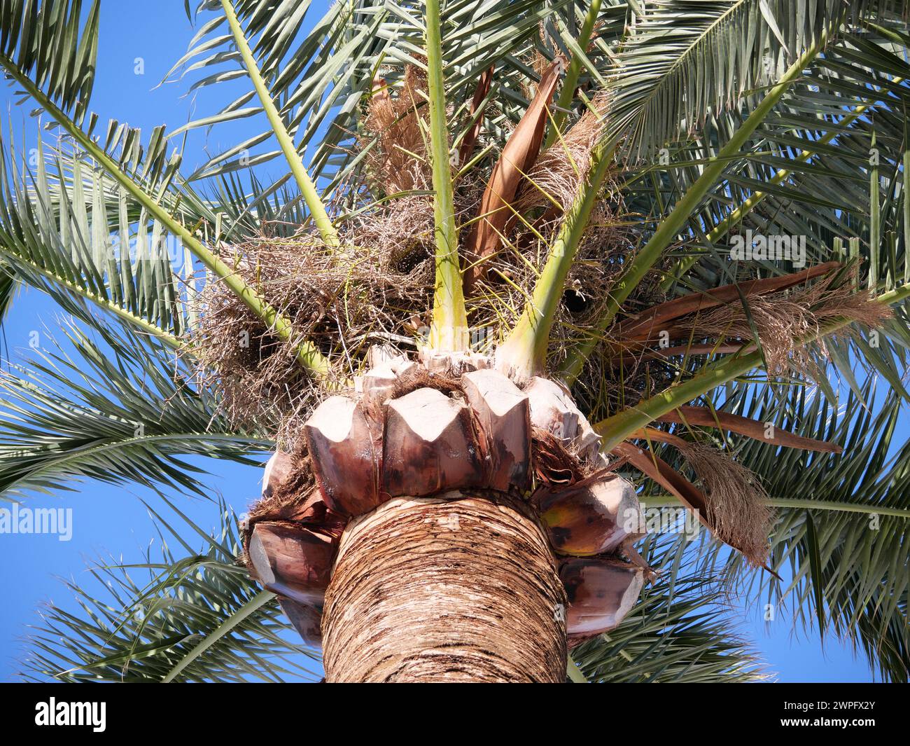 Nests of the monk parakeet Myiopsitta monachus in a palm tree in Nerja ...