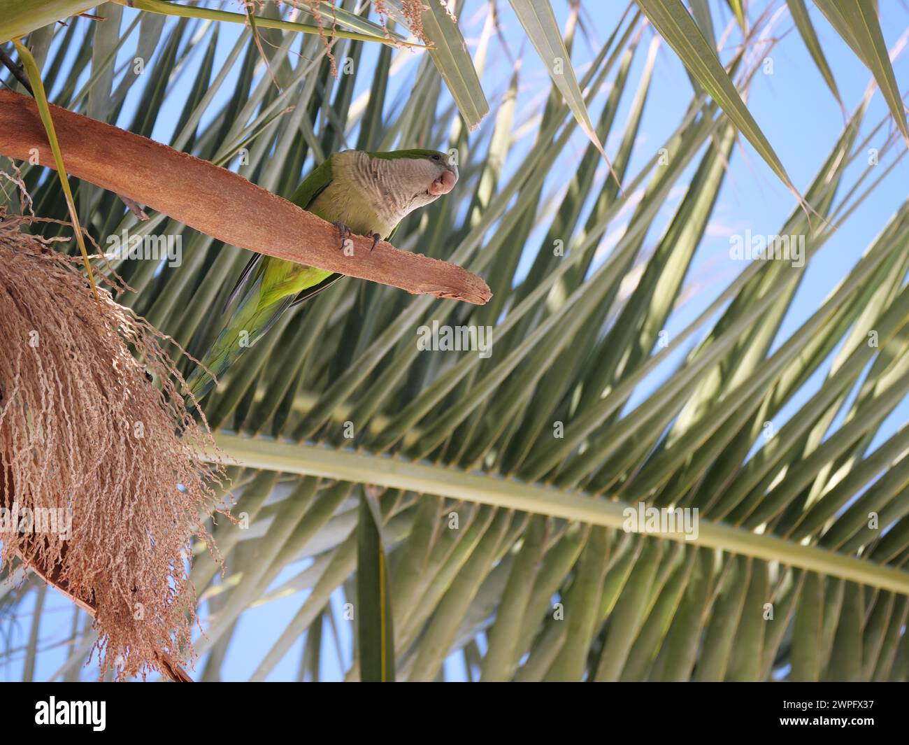 A green blue monk parakeet Myiopsitta monachus sits in a palm tree in ...
