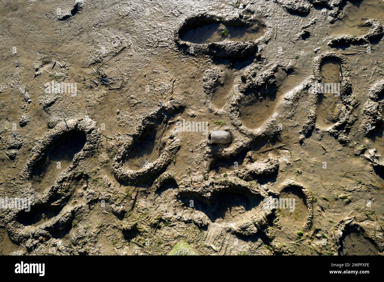 Colour shot in strong sunlight footprints in the mud. Low tide estuary ...