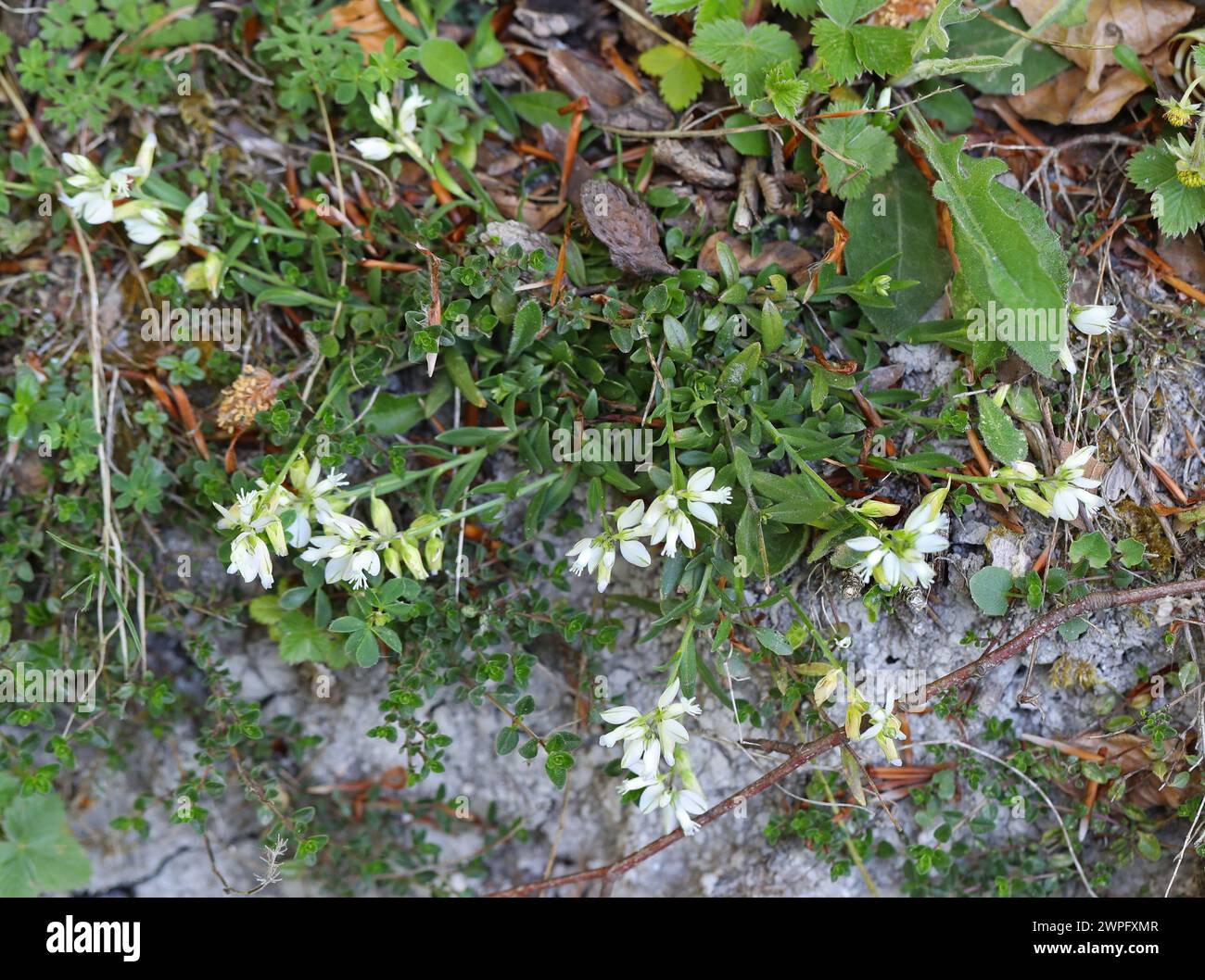 Common Milkwort, Polygala vulgaris, Polygalaceae. White form Stock ...