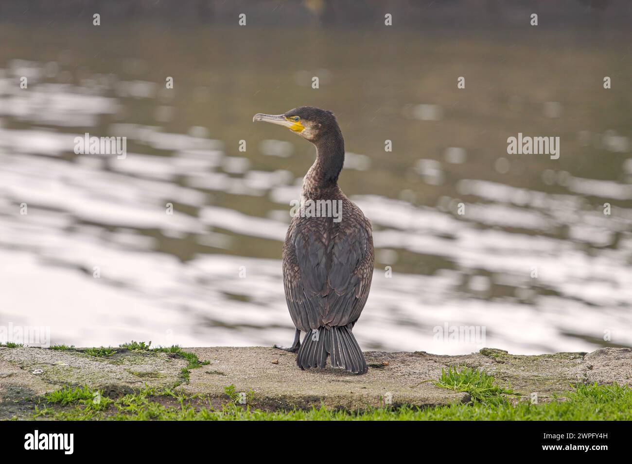Detailed cormorant portrait. Douro river border, north of Portugal ...