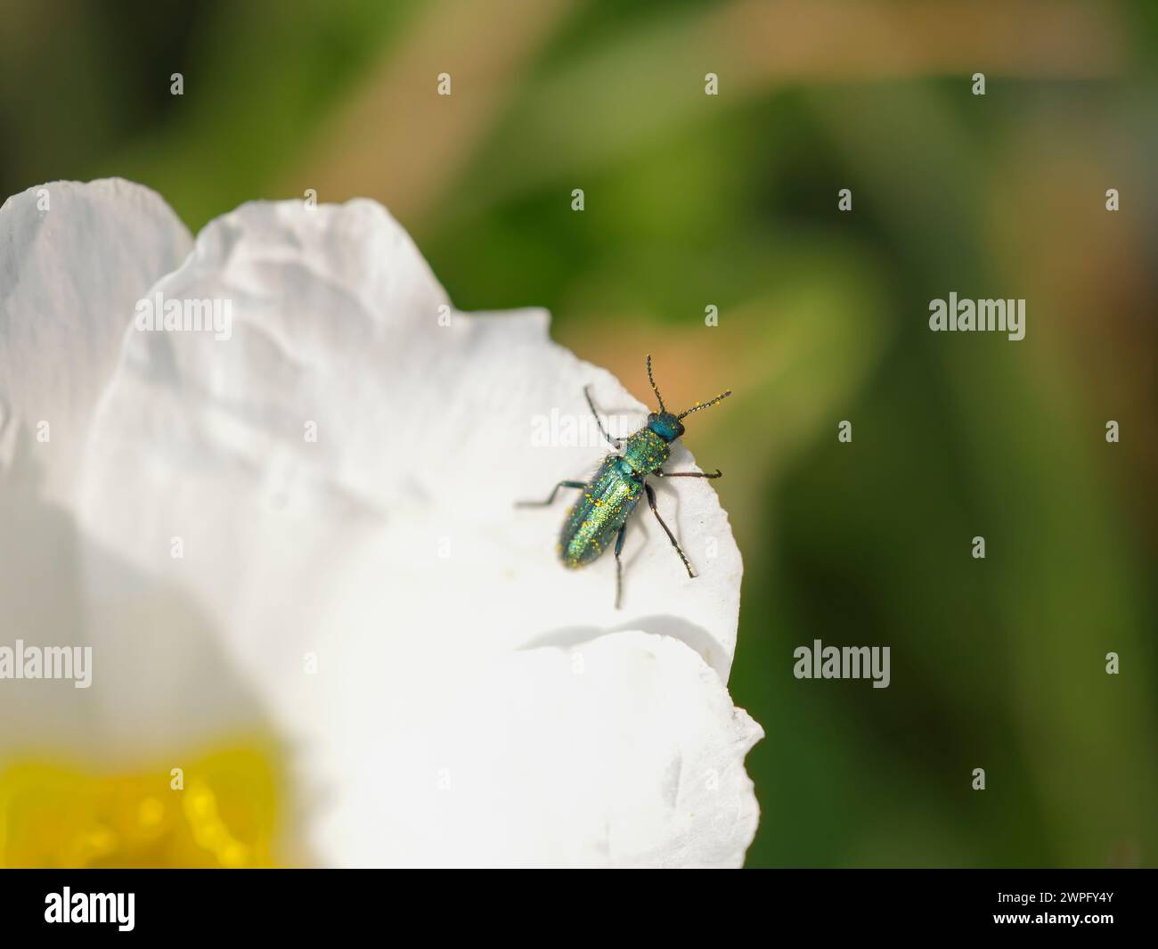 Green metallic bug covered with pollen frim a wild white flower Stock ...