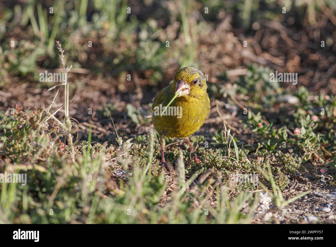 Common garden bird greenfinch hi-res stock photography and images - Alamy