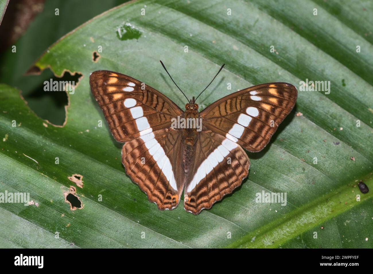 White wristed sister hi-res stock photography and images - Alamy
