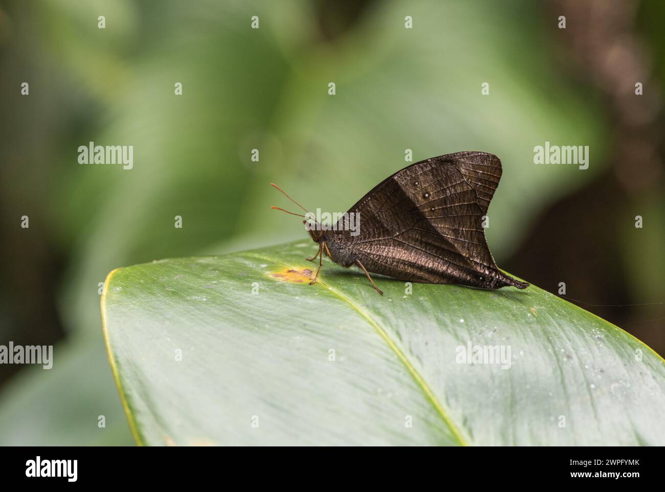 Dark Falcon Satyr Hi Res Stock Photography And Images Alamy