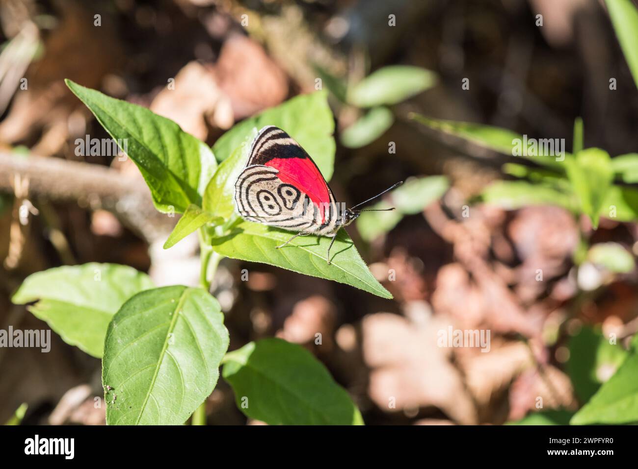 Perched Widespread Eighty-Eight (Diaethria clymena) in Colombia Stock ...