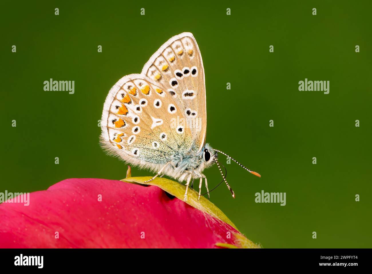 Closeup on a common blue butterfly resting on a peony flower on a ...