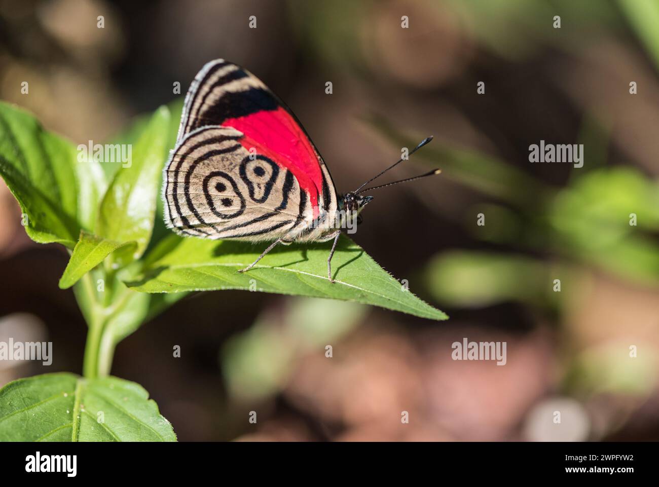 Perched Widespread Eighty-Eight (Diaethria clymena) in Colombia Stock ...