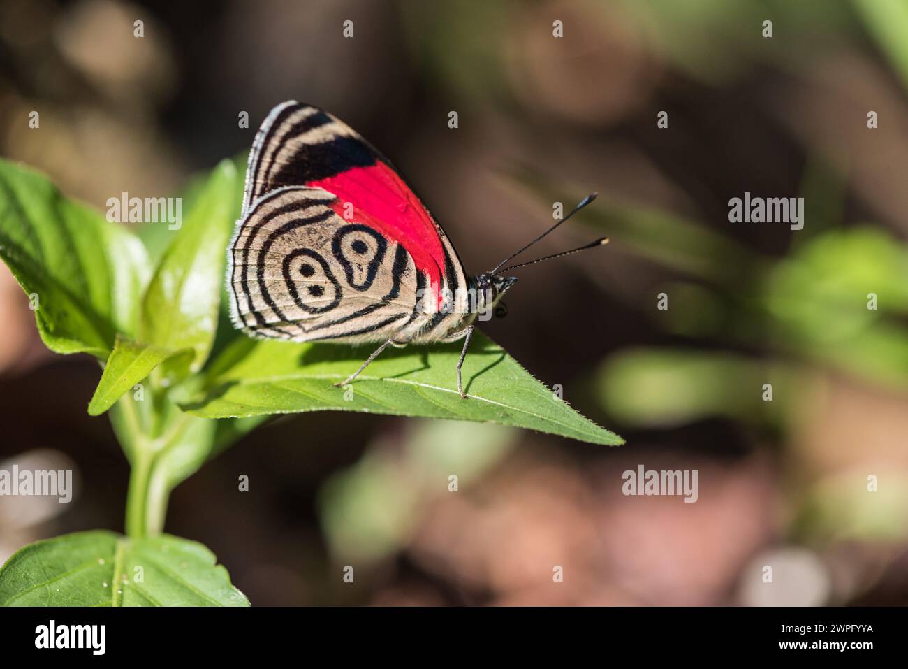 Perched Widespread Eighty-Eight (Diaethria clymena) in Colombia Stock ...