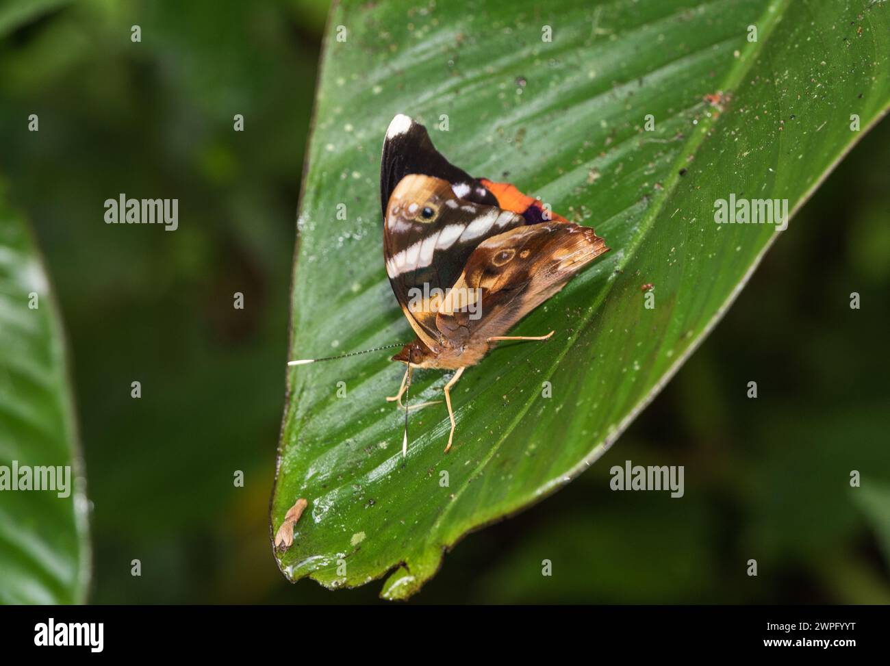 Epiphile hi-res stock photography and images - Alamy