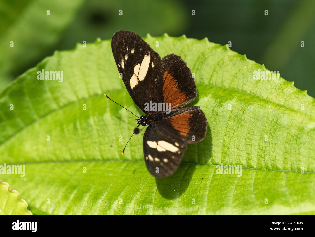 Mimic crescent hi-res stock photography and images - Alamy