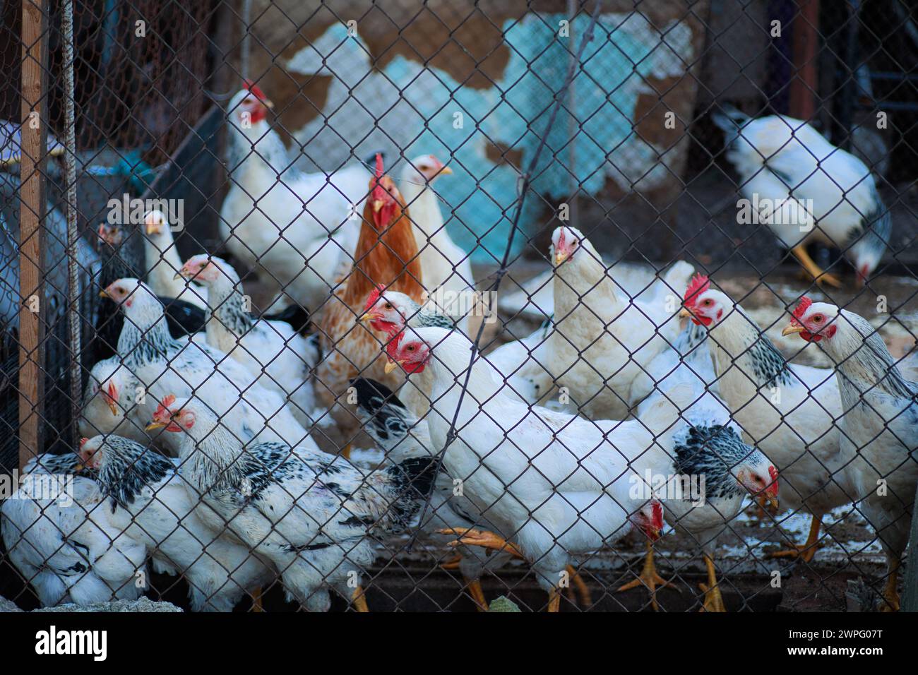 white hens and a red rooster in the center behind a metal mesh Stock ...