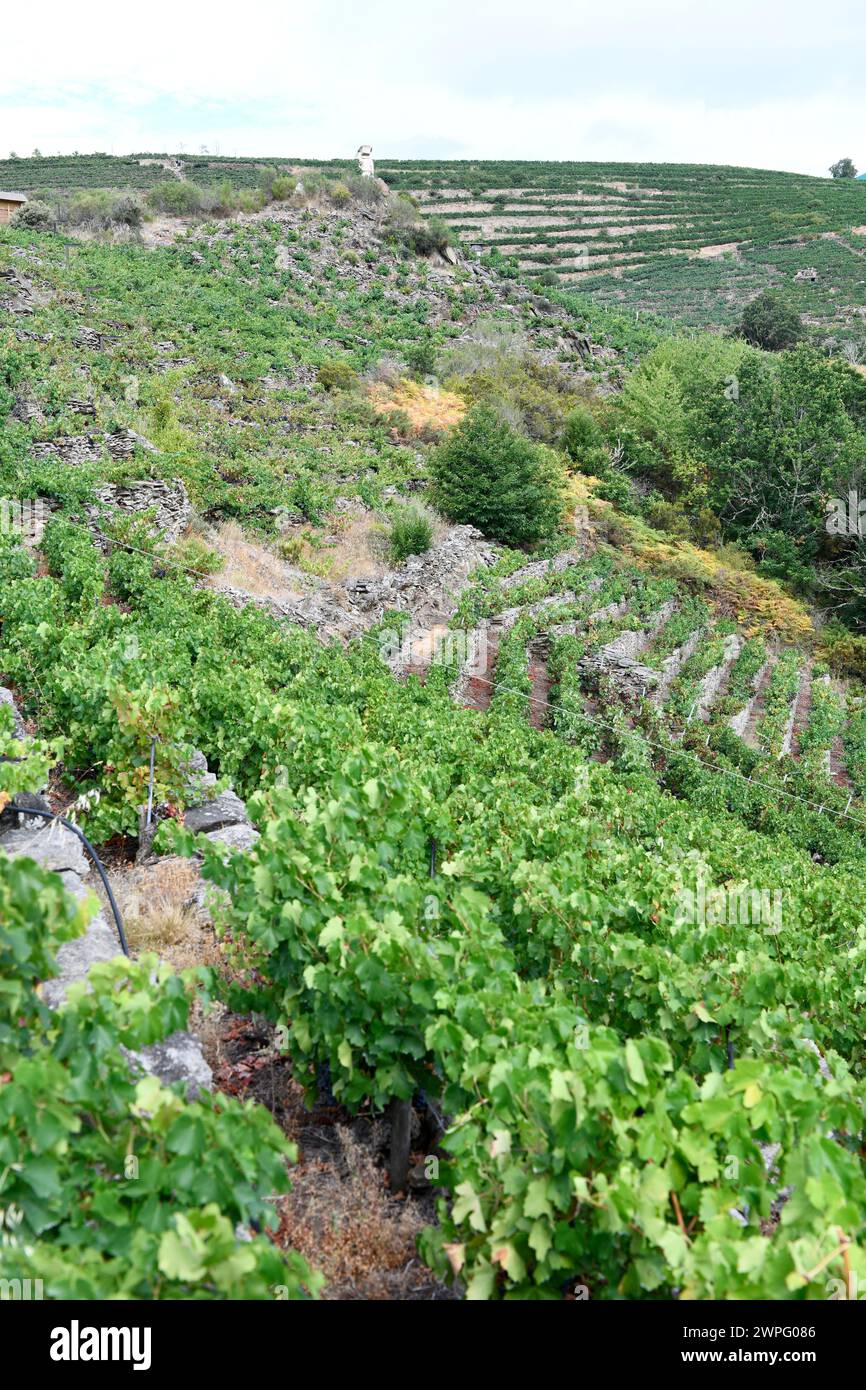 Terraced vineyards in Sil valley. Ribeira Sacra Lucense, Lugo, Galicia ...