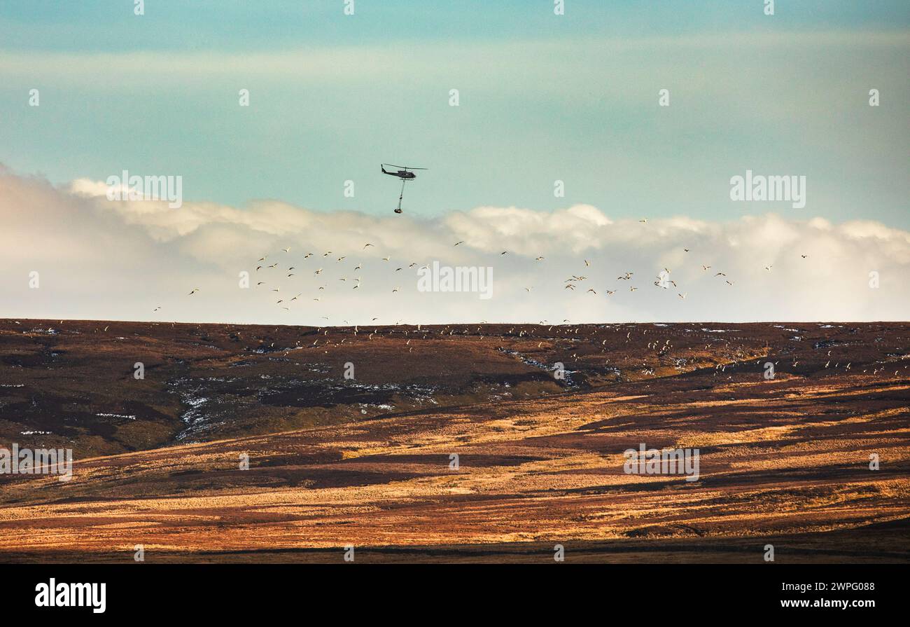 A large flock of Eurasian Curlews numenius arquata in flight over next ...