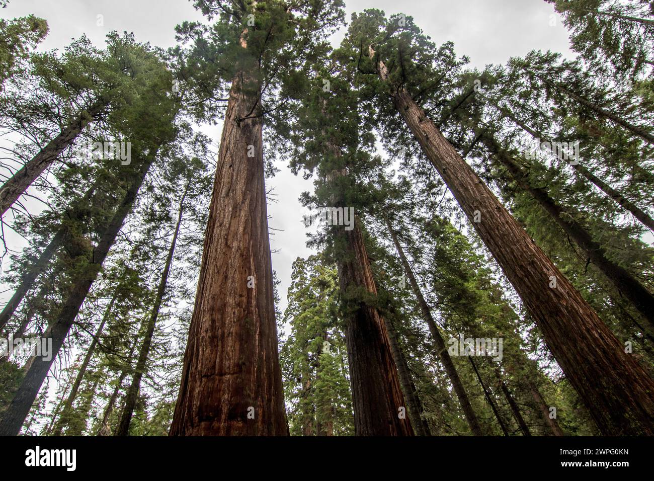looking up at dense large giant sequoia redwood trees forests in ...
