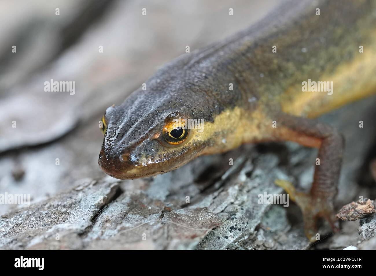 Female smooth newt triturus vulgaris hi-res stock photography and ...