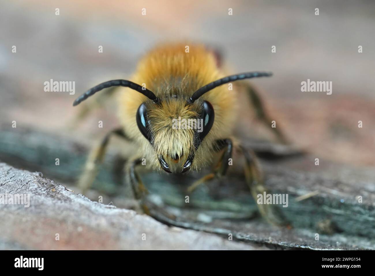 Detailed frontal closeup on a hairy male of the Early Cellophane Bee ...
