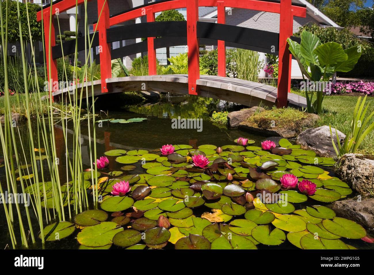 Red and black painted wooden footbridge over pond with pink Nymphaea ...